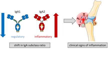 IgA1 versus IgA2 in inflammation - FOR 2886 PANDORA